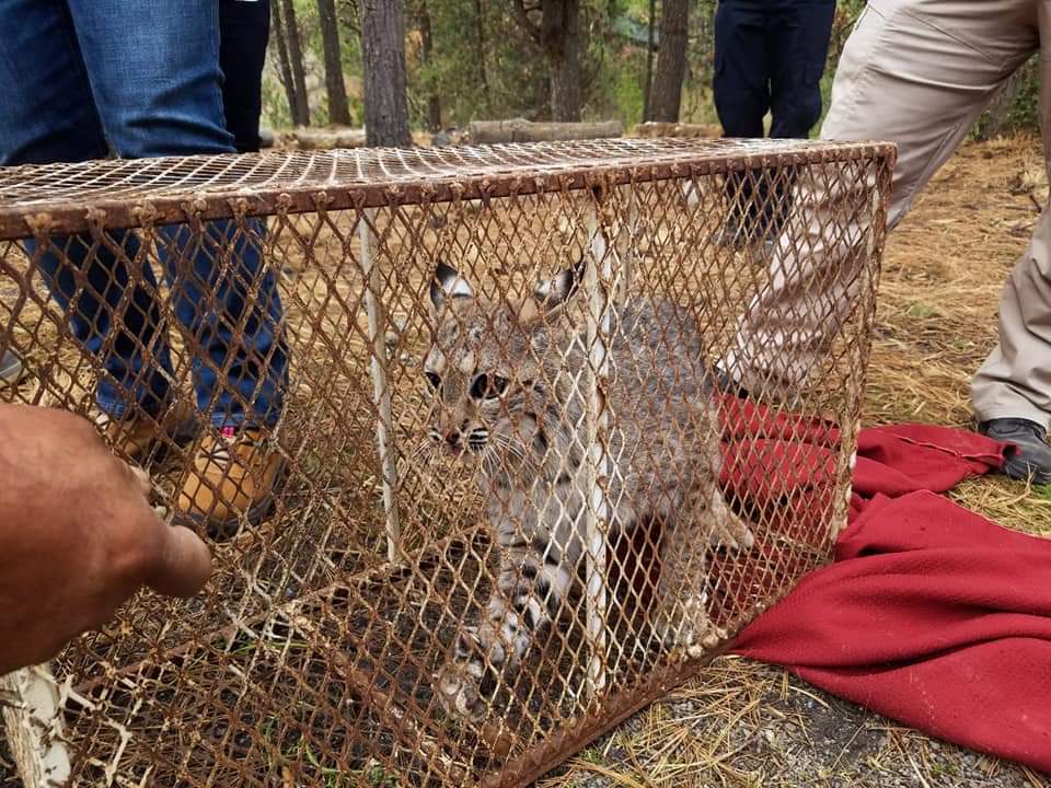 Liberan linces, coyote y zorra gris en el Nevado de Colima - El Suspicaz