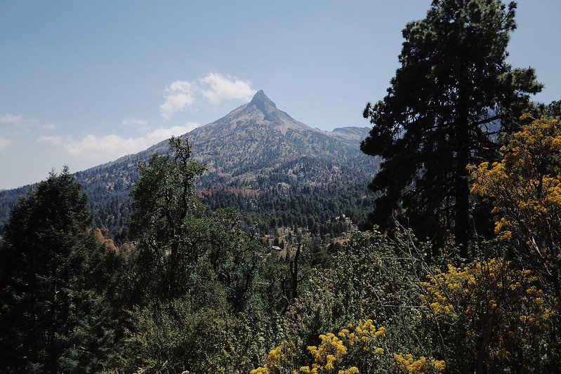 Bosque Mesófilo Nevado de Colima cumple 13 años de declaratoria como ...